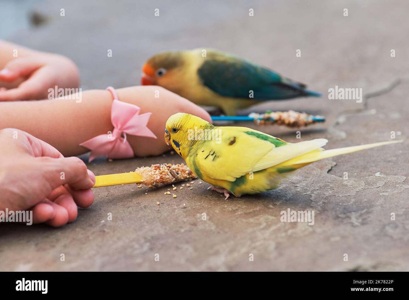 love birds, parakeets, budgerigars and other small parrot like birds ...