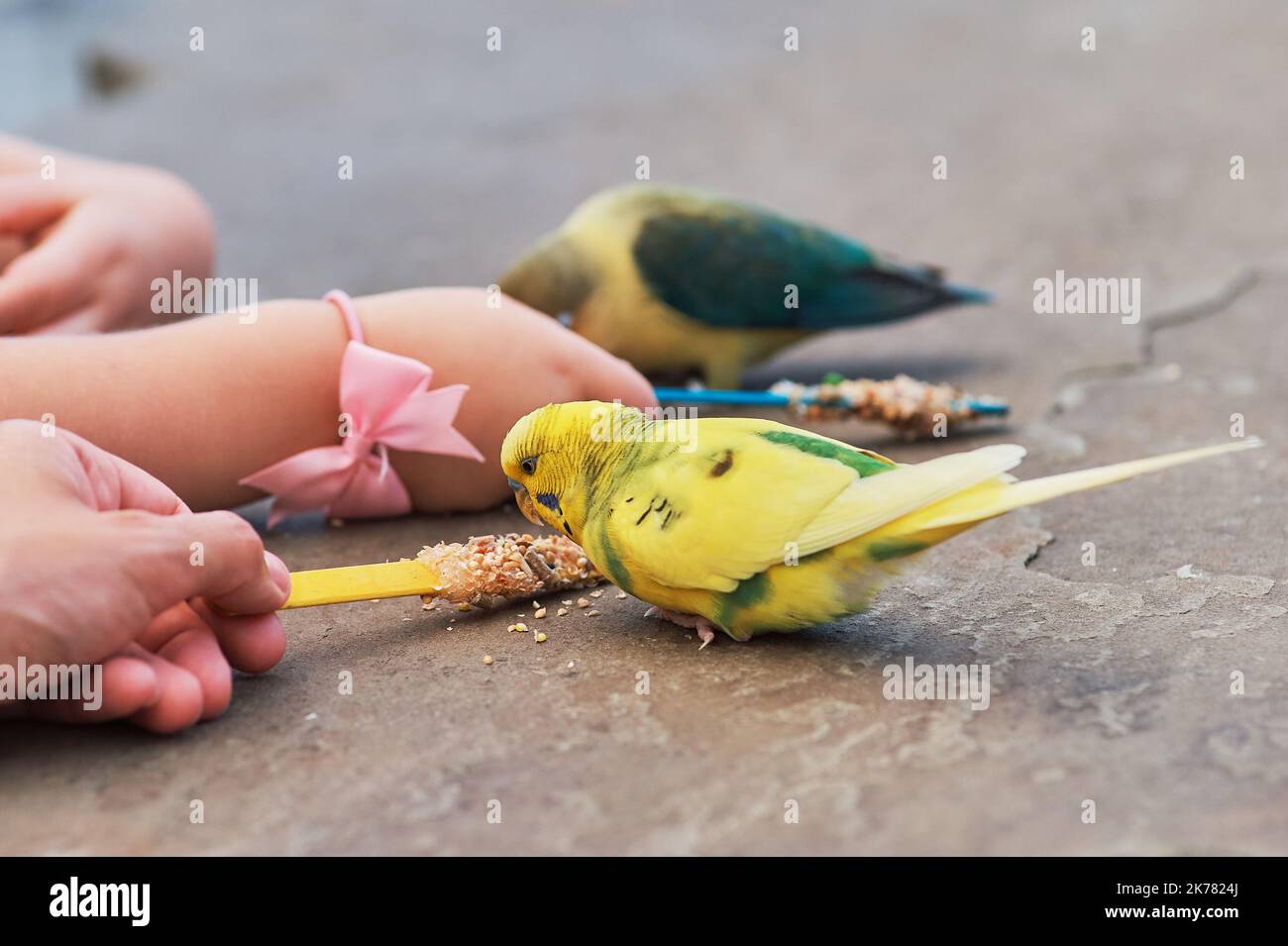 love birds, parakeets, budgerigars and other small parrot like birds ...