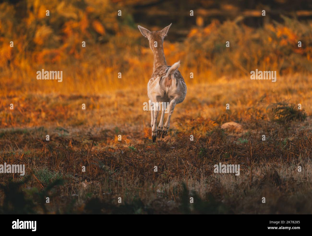 A Fallow deer doe with white spots in a field during golden hour Stock ...