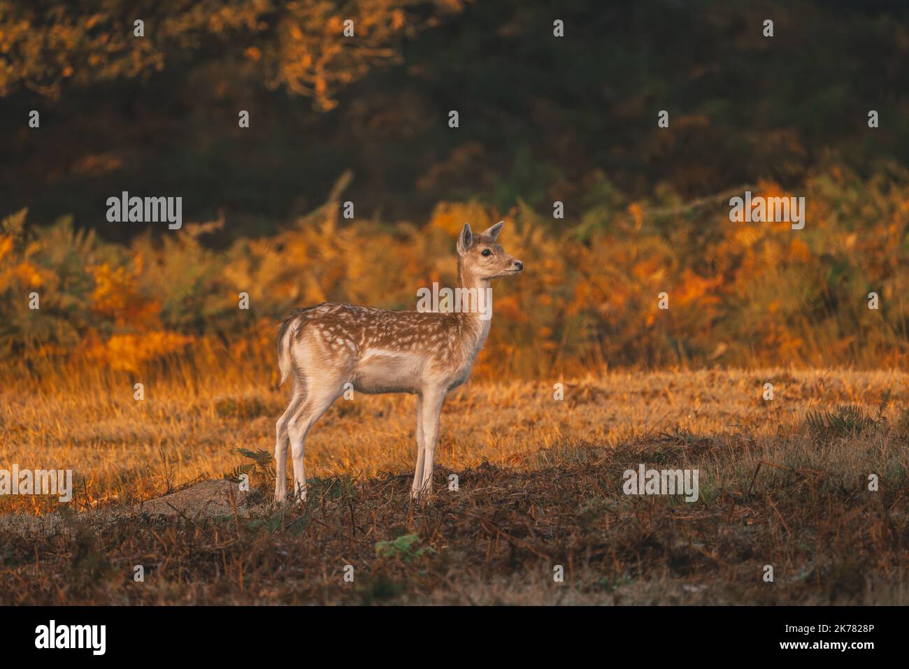 A Fallow deer doe with white spots in a field during golden hour Stock ...