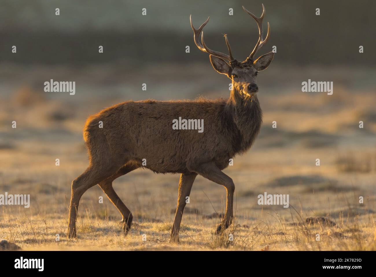 Deer prancing hi-res stock photography and images - Alamy