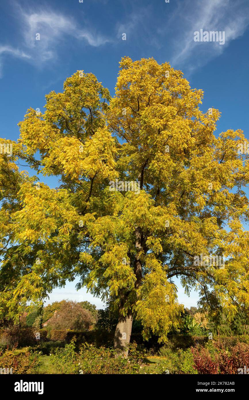 Glorious Juglans nigra , black walnut, American walnut, eastern ...