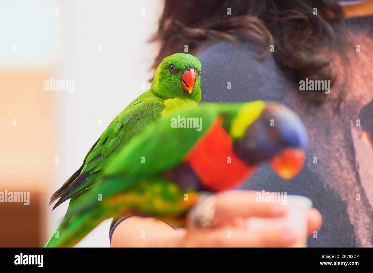 rainbow lorikeets being hand fed at the aviary Stock Photo - Alamy