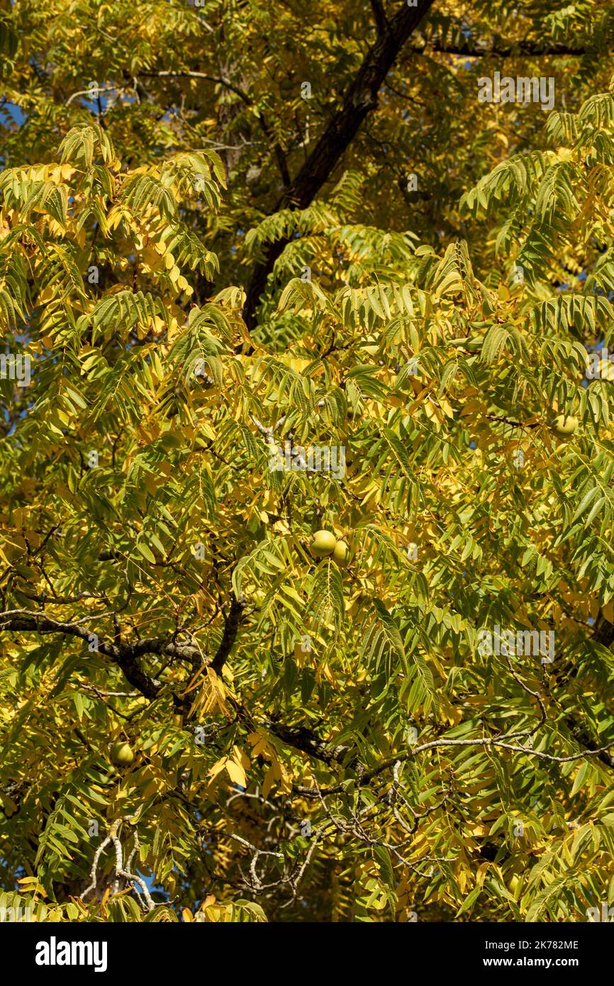 Glorious Juglans nigra , black walnut, American walnut, eastern ...