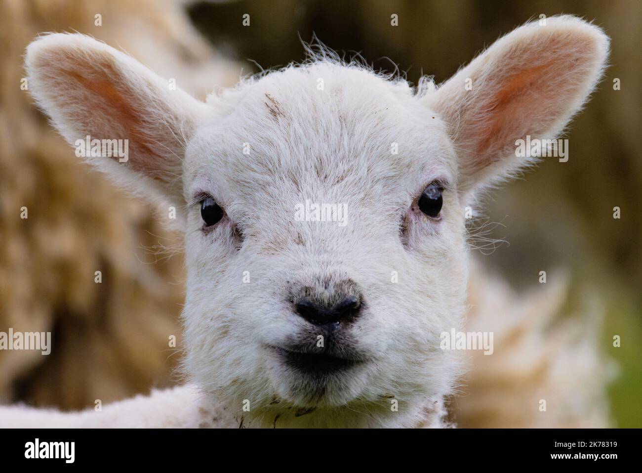 A Closeup of a cute white lamb face with a blurred green background ...