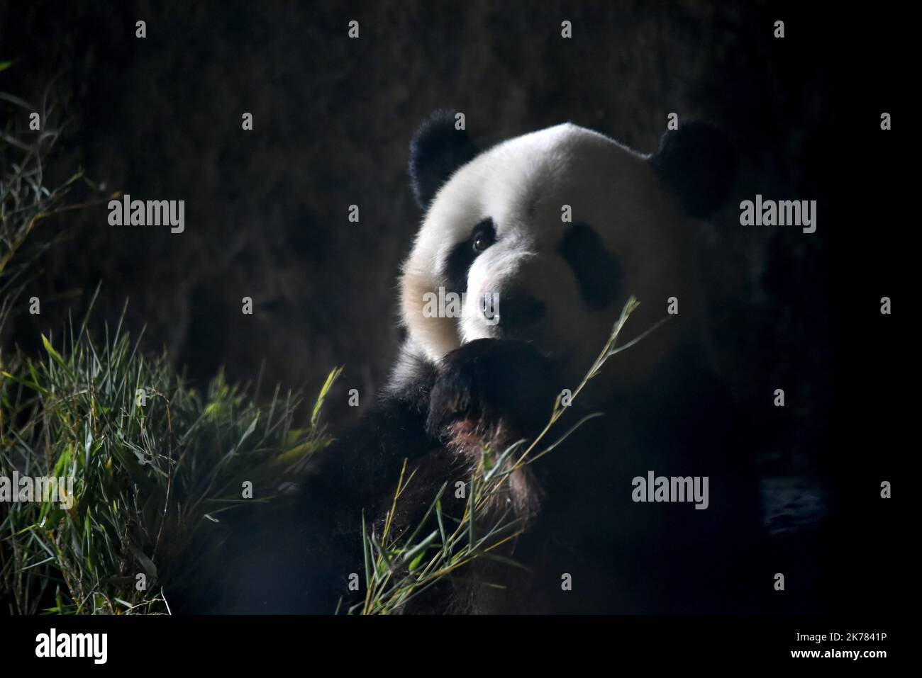 The father of twin giant Pandas who were born in Daiza zoo in Belgium ...