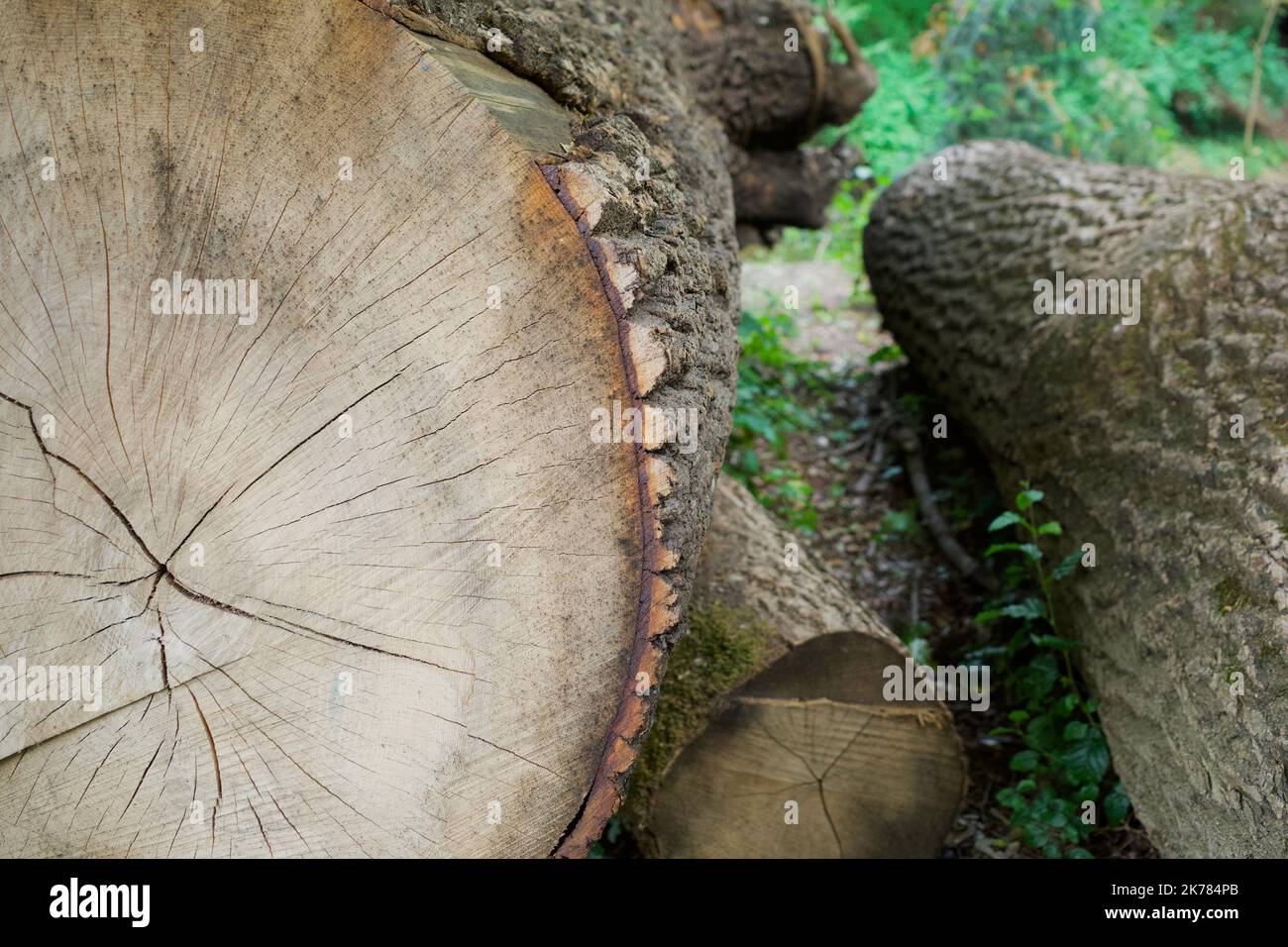 The cross section of tree log Stock Photo - Alamy