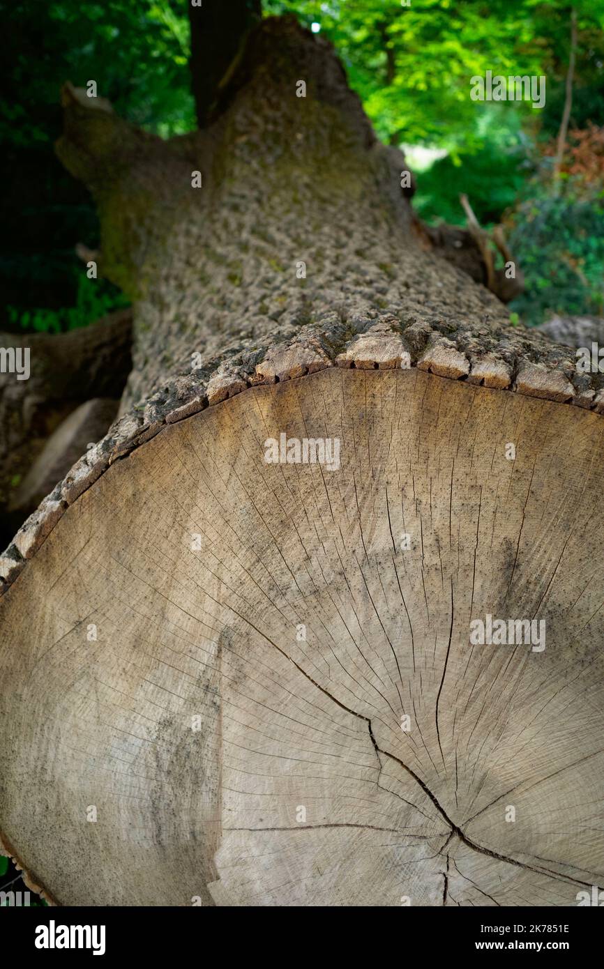 The cross section of tree log Stock Photo - Alamy
