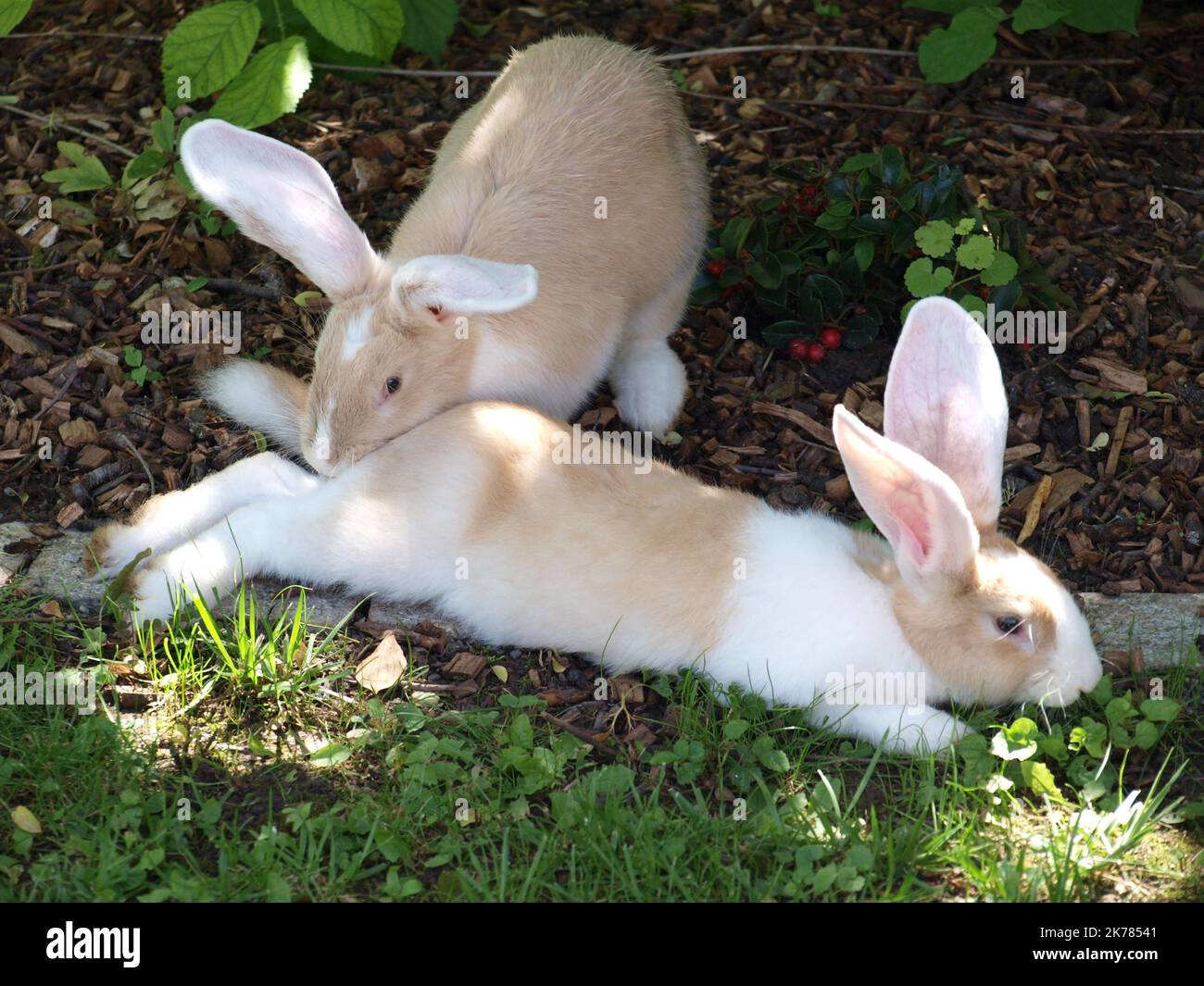 Flemish giant rabbits hi-res stock photography and images - Alamy