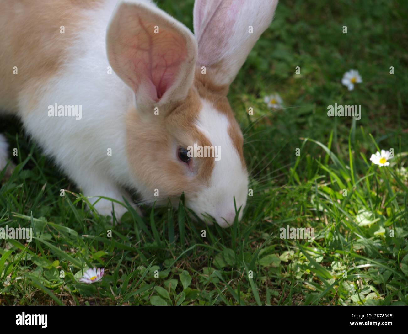 A closeup shot of a Flemish Giant rabbit on the grass Stock Photo - Alamy