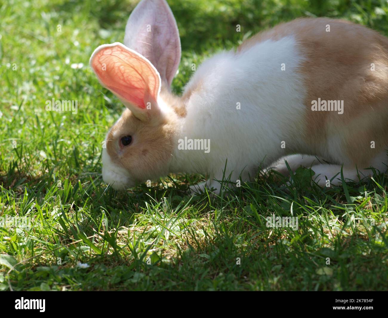 A closeup shot of a Flemish Giant rabbit on the grass Stock Photo - Alamy