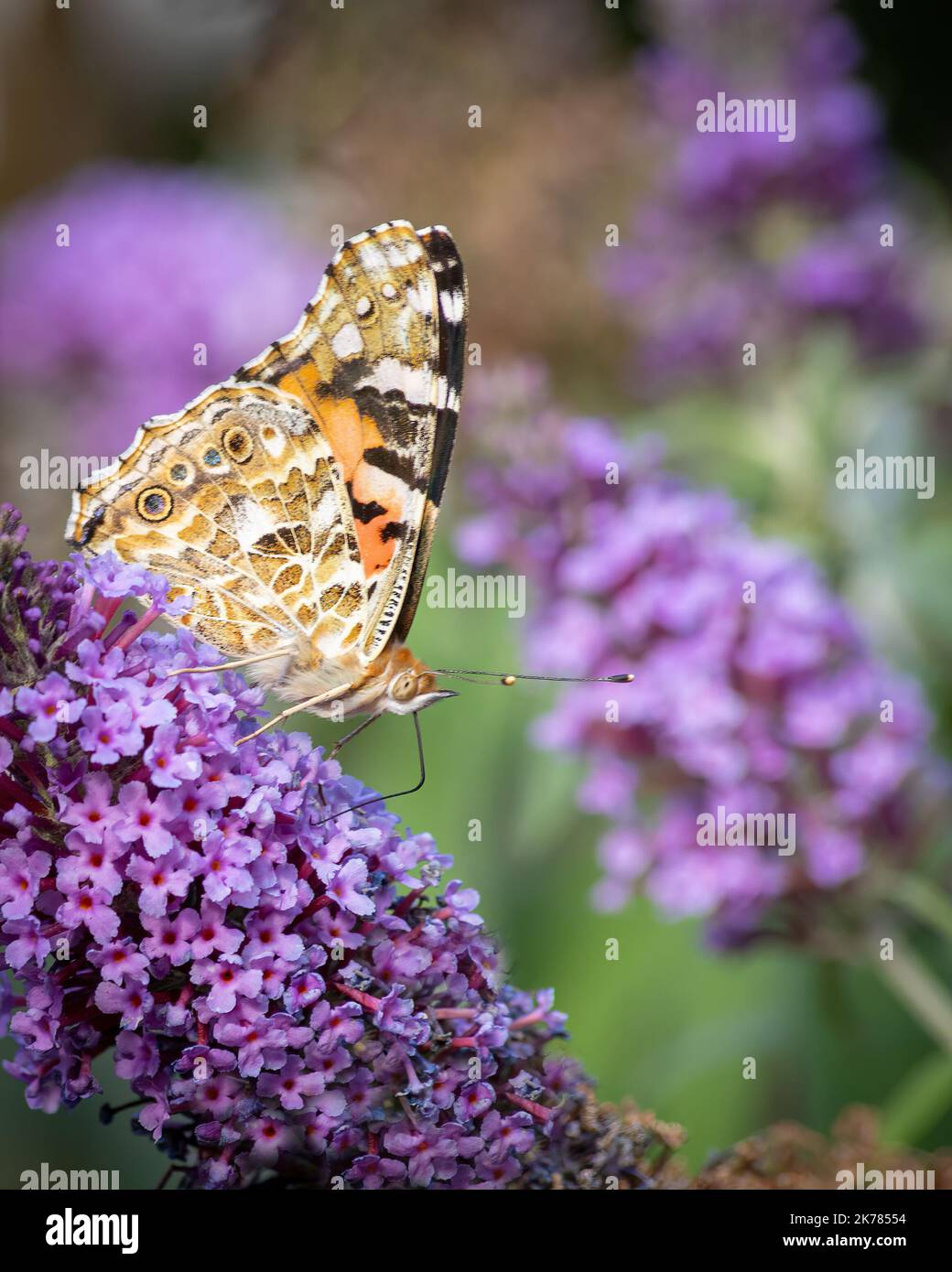 A vertical closeup of a Painted lady standing on the Empire Blue with ...