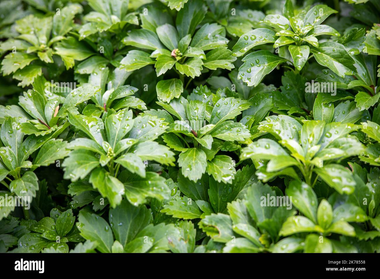 Pachysandra, Japanese pachysandra Stock Photo - Alamy