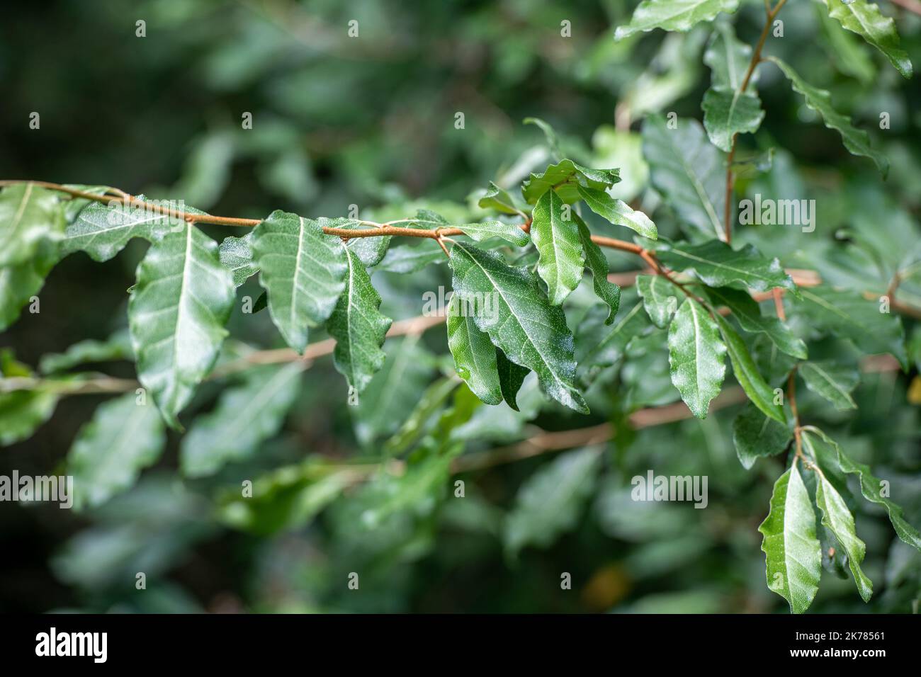 Autumn Olive, Elaeagnus umbellata Stock Photo - Alamy