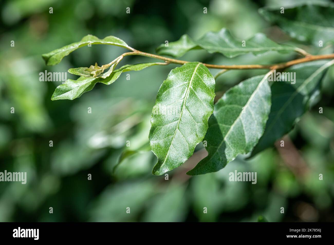 Autumn Olive, Elaeagnus umbellata Stock Photo - Alamy