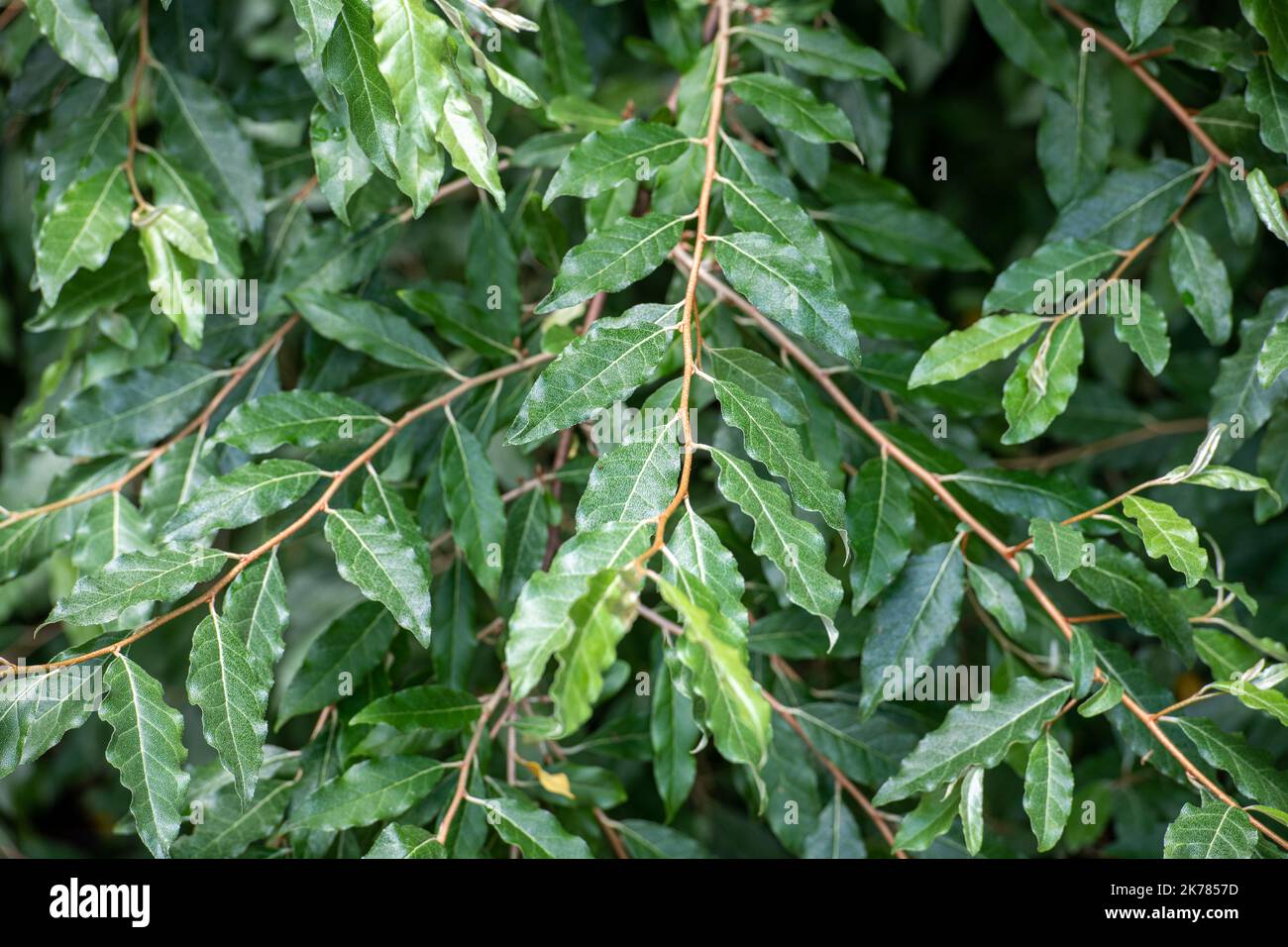 Autumn Olive, Elaeagnus umbellata Stock Photo - Alamy
