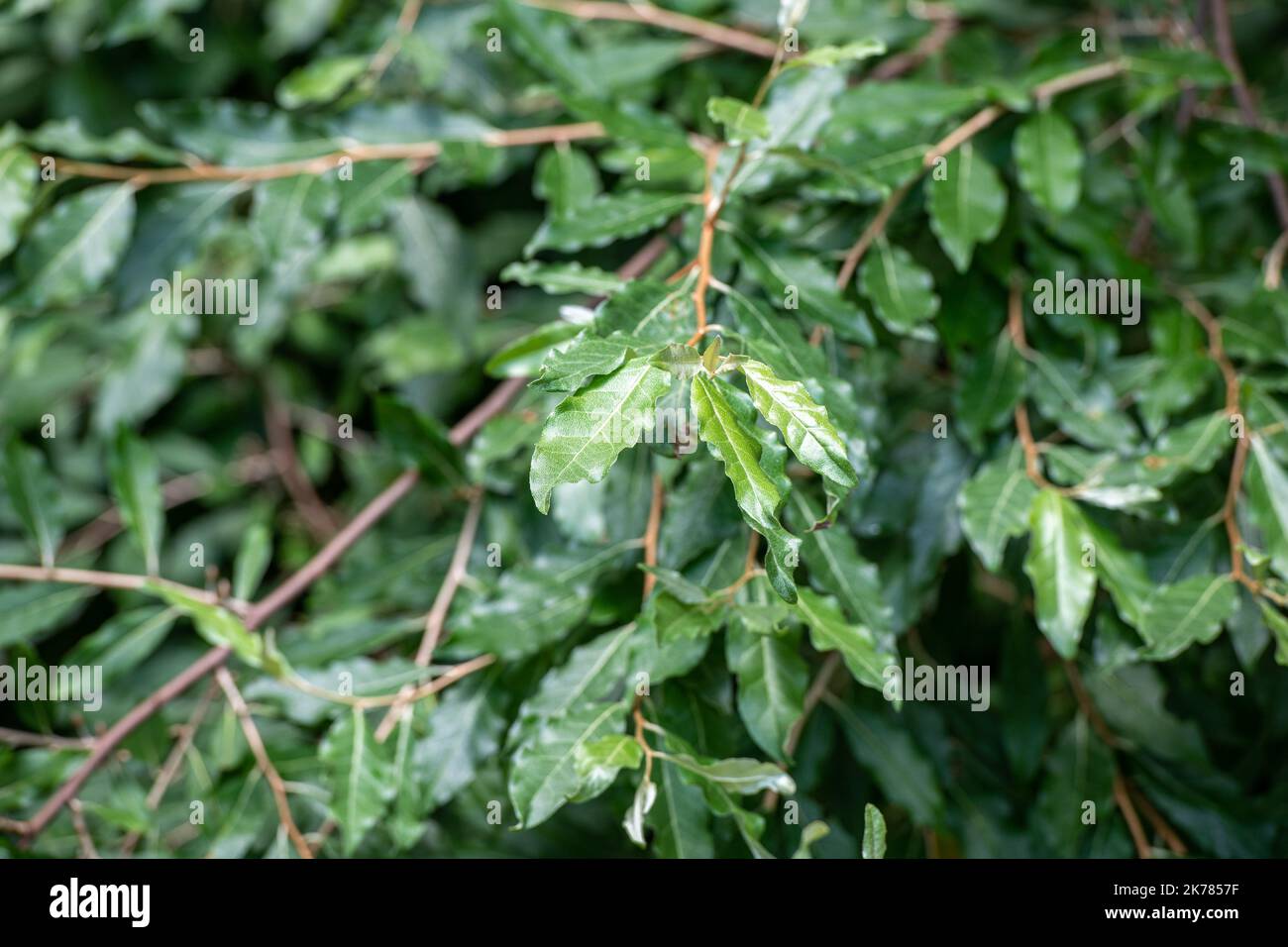 Autumn Olive, Elaeagnus umbellata Stock Photo - Alamy