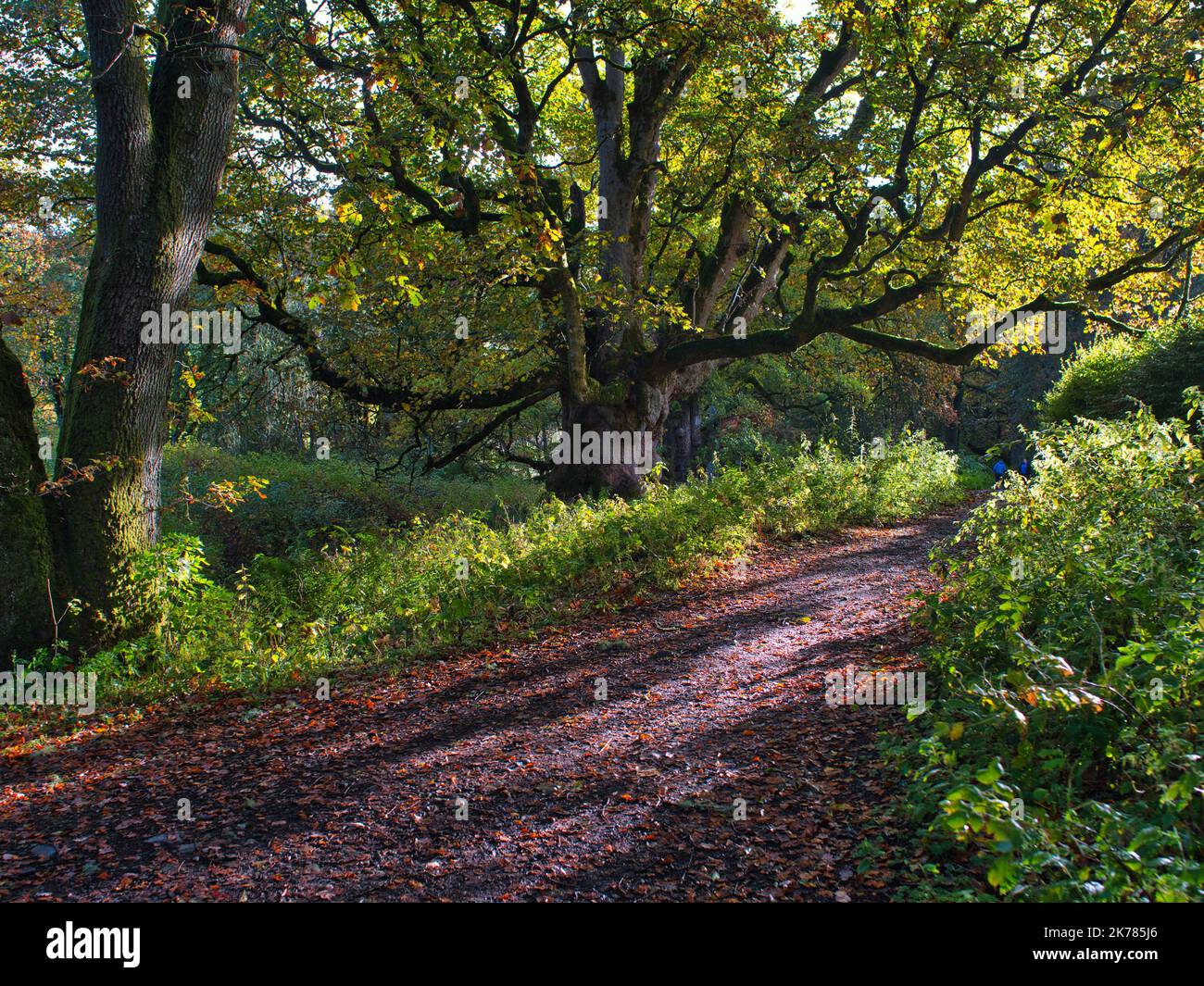 The Birnam Path and the Birnam Oak Tree. The Birnam Oak is an iconic tree on the outskirts of ...