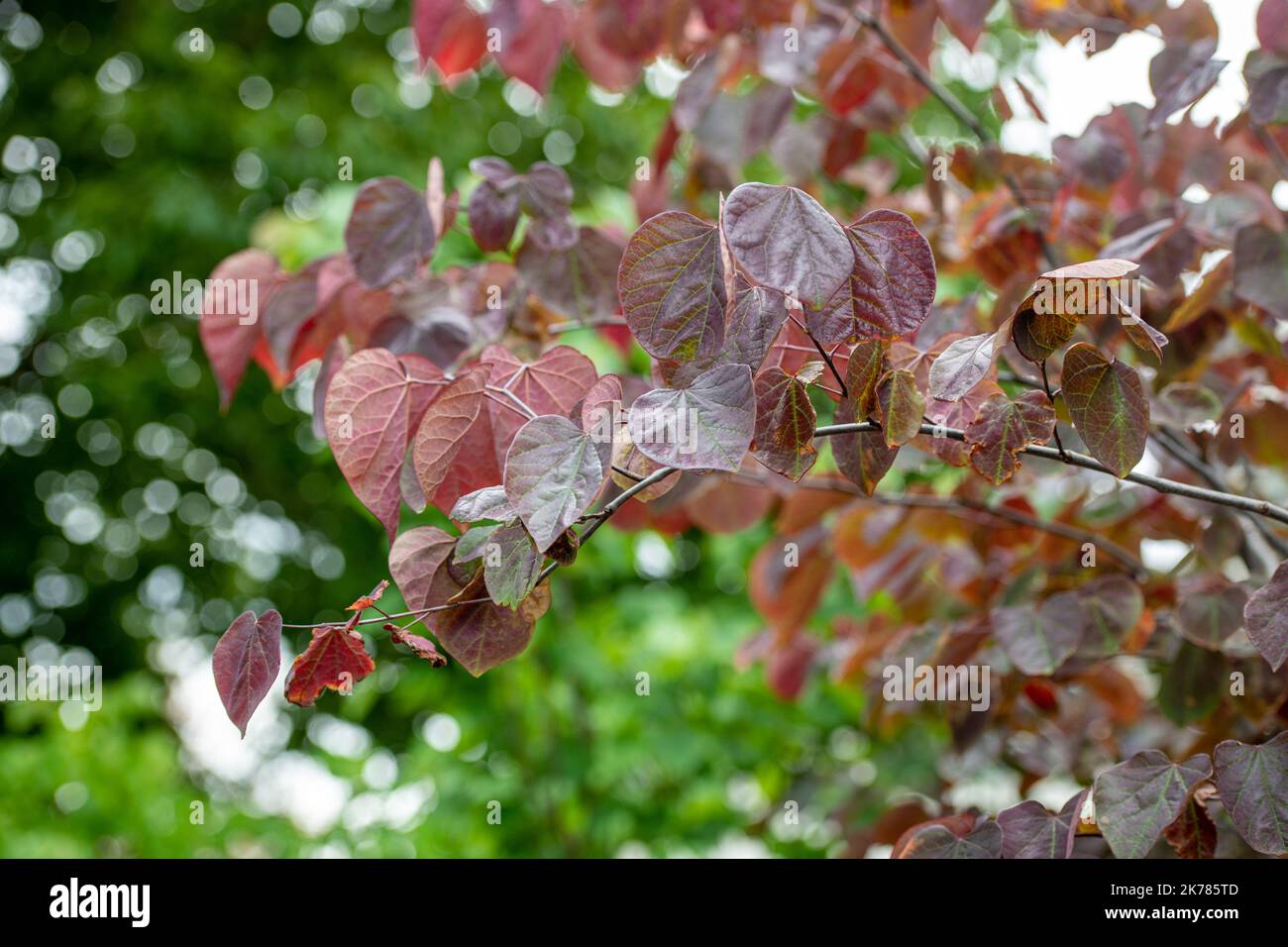 Fringe Tree, Chionanthus virginicus Stock Photo - Alamy