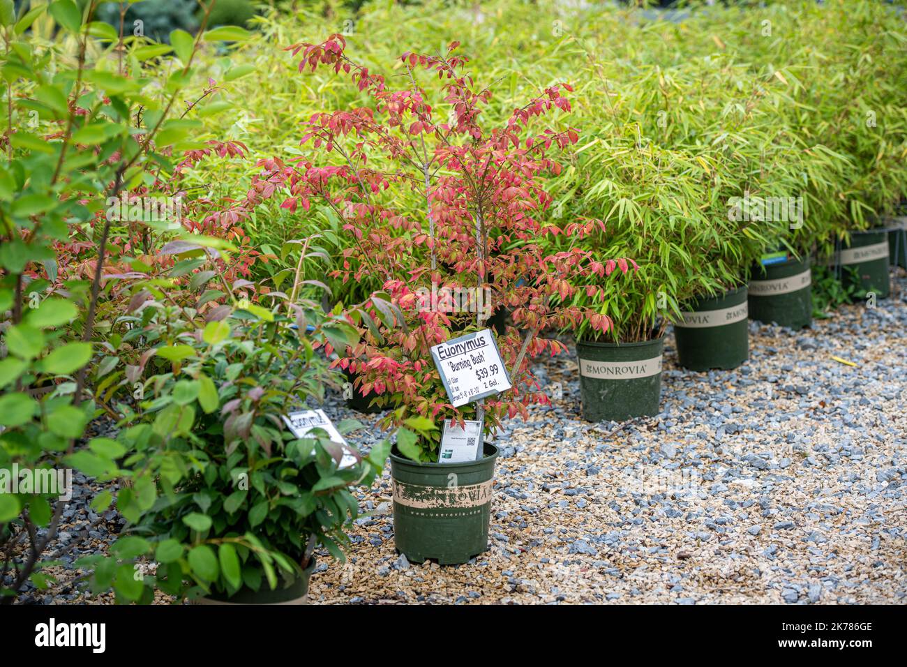 20+ Seeds Pack Scarlet Red Burning Bush Seeds – SEEDTOPIA Fall Foliage ...