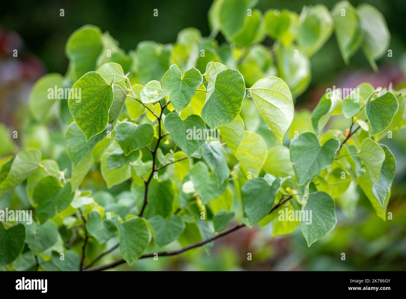 Fringe Tree, Chionanthus virginicus Stock Photo - Alamy