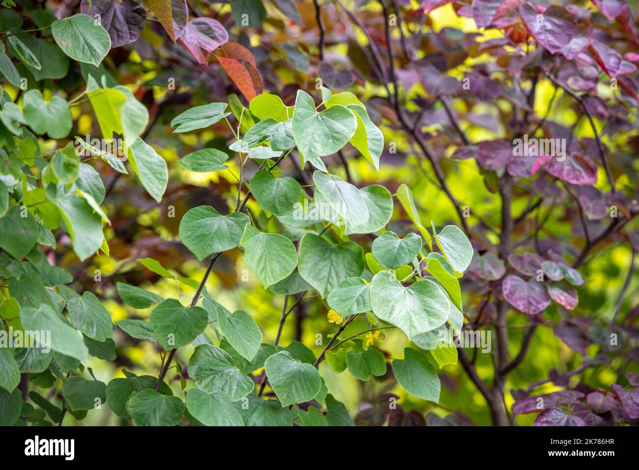 Fringe Tree, Chionanthus virginicus Stock Photo - Alamy