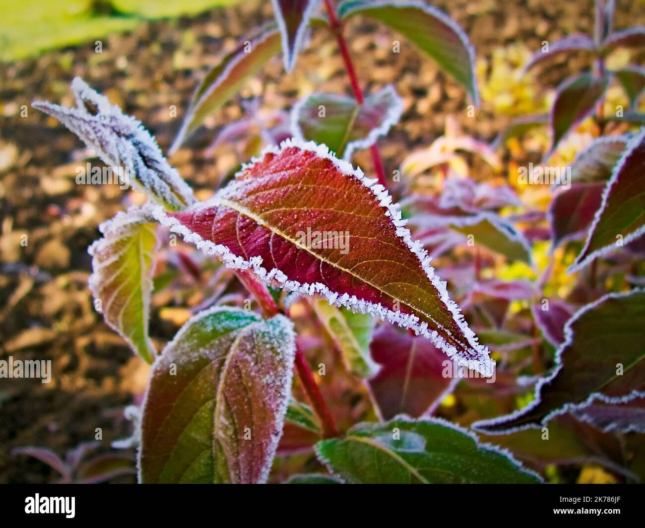 The red leaves of the plant are covered with rime Stock Photo - Alamy
