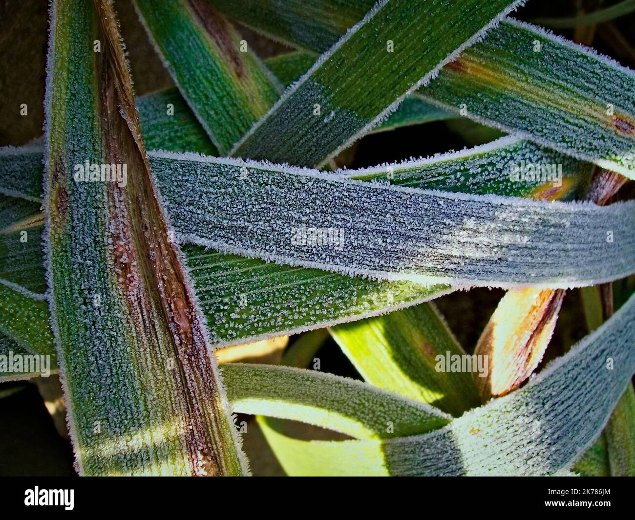 Carolingian yucca Yucca filamentosa - Leaves covered with winter rime ...