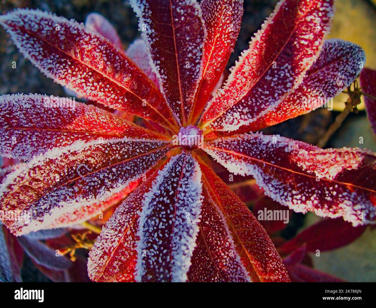 The red leaves of the plant are covered with rime Stock Photo - Alamy