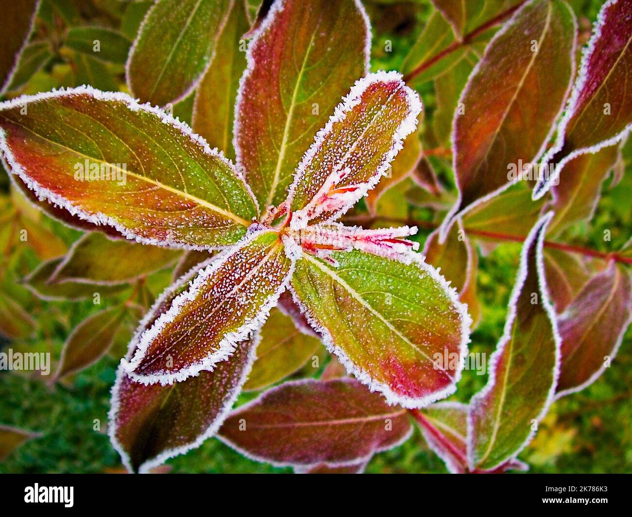 The red leaves of the plant are covered with rime Stock Photo - Alamy