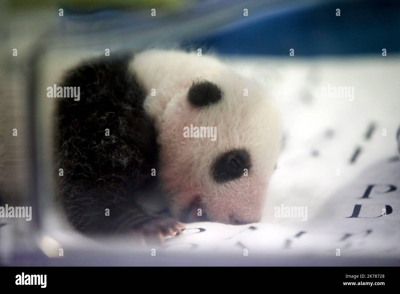 A baby panda at Pairi Daiza (formerly Paradisio) is a privately owned ...