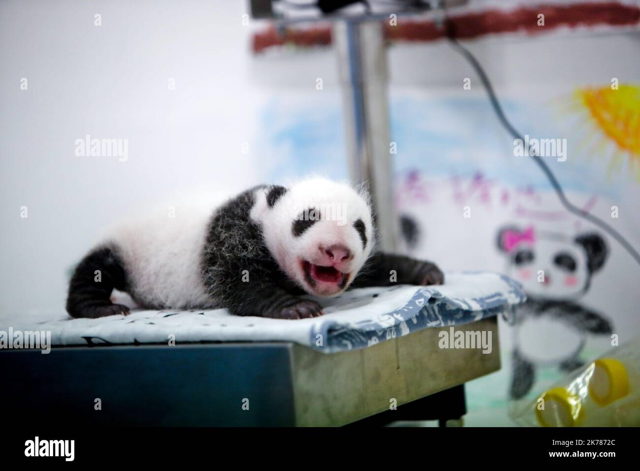 A baby panda at Pairi Daiza (formerly Paradisio) is a privately owned ...