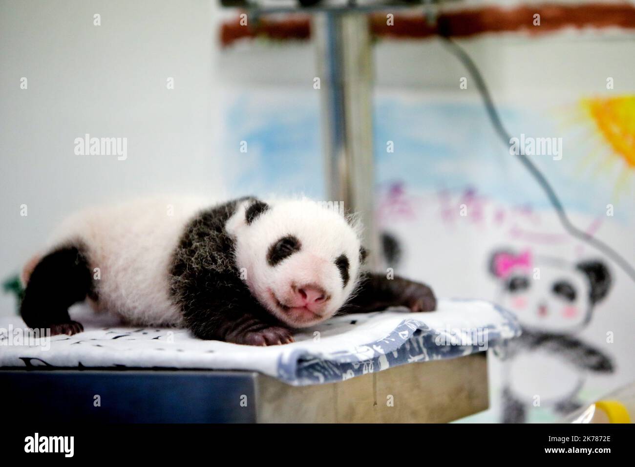 A baby panda at Pairi Daiza (formerly Paradisio) is a privately owned ...
