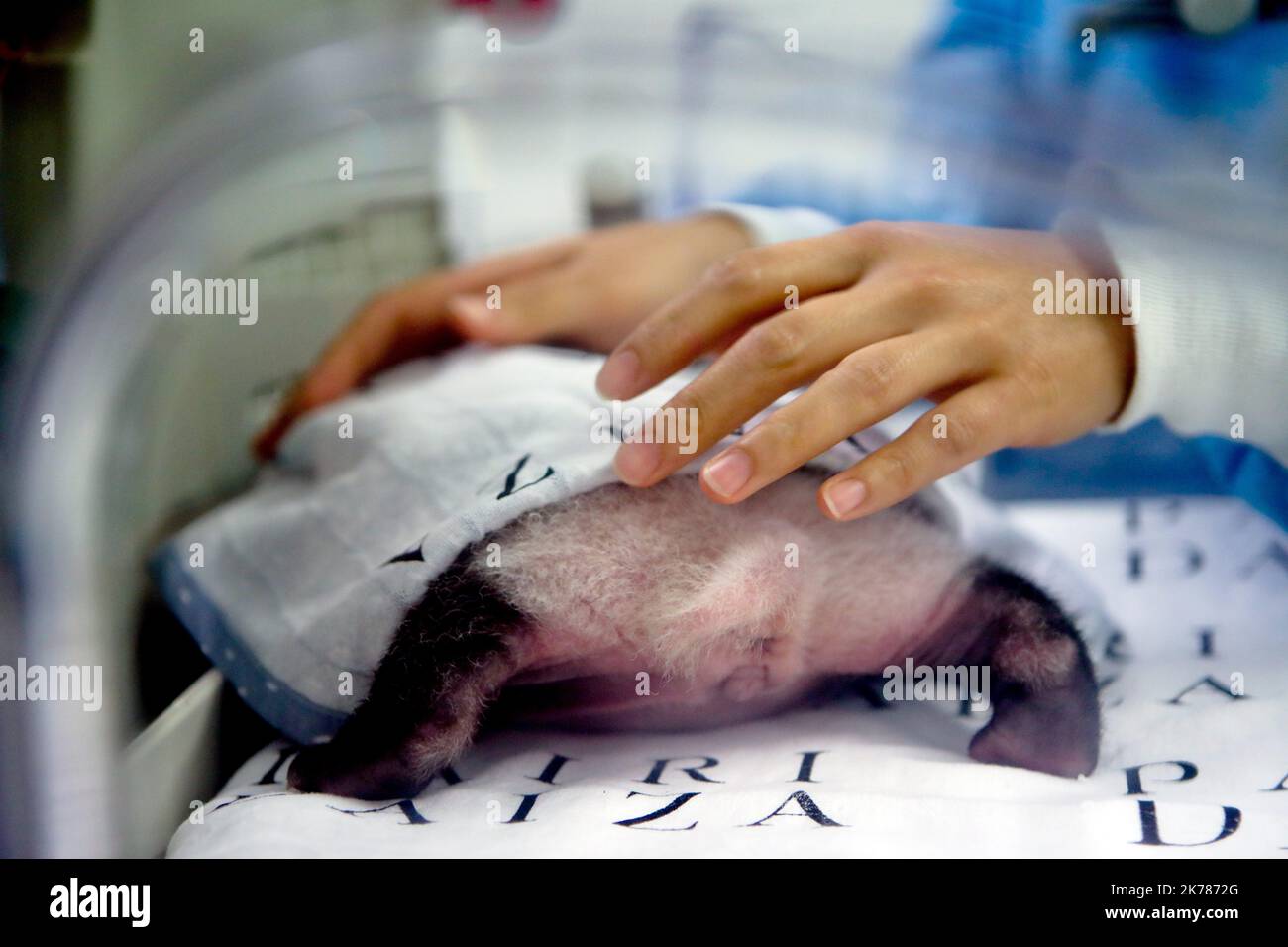 A baby panda at Pairi Daiza (formerly Paradisio) is a privately owned ...