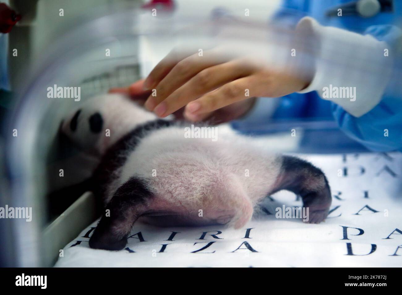 A baby panda at Pairi Daiza (formerly Paradisio) is a privately owned ...