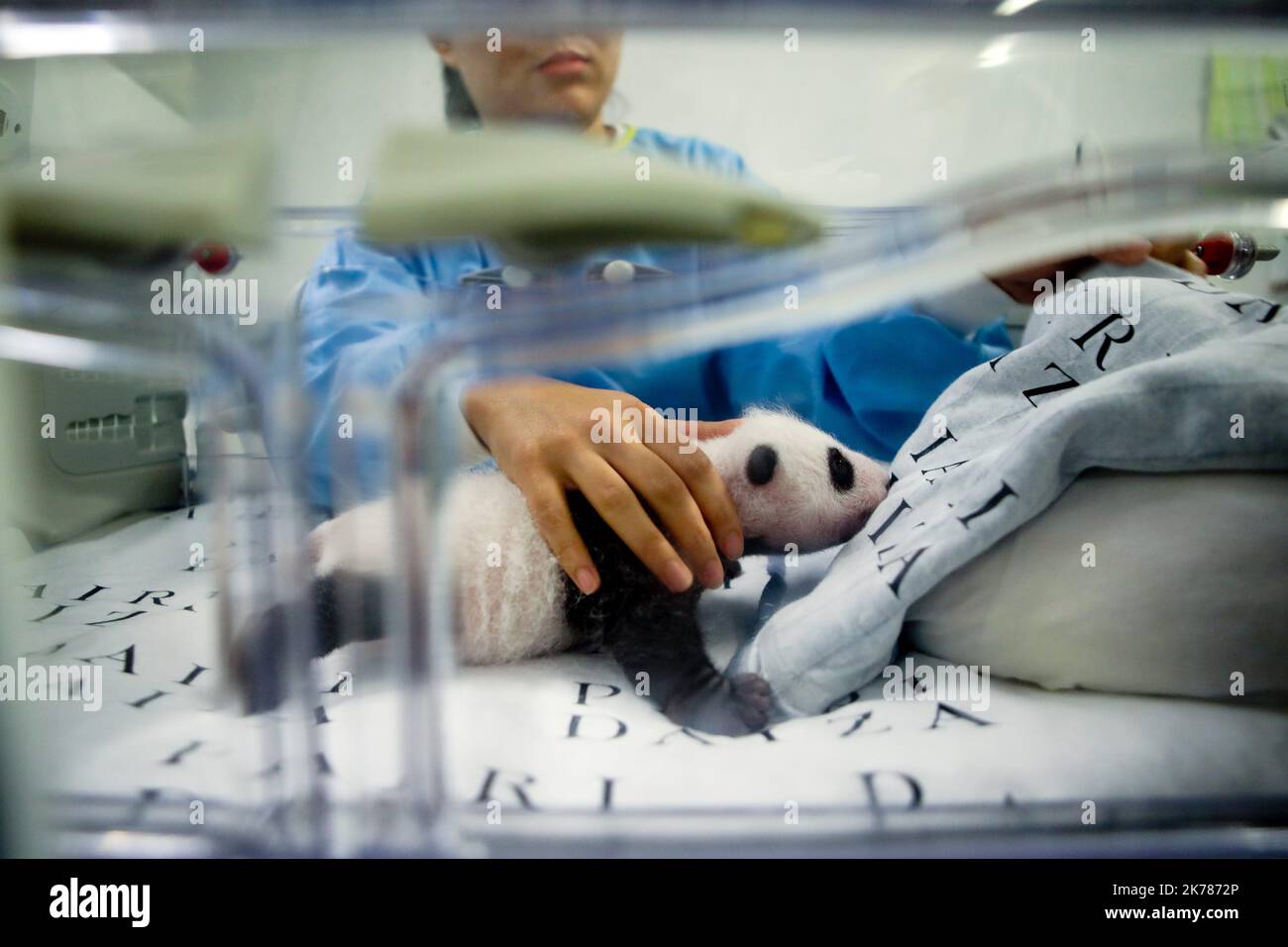 A baby panda at Pairi Daiza (formerly Paradisio) is a privately owned ...