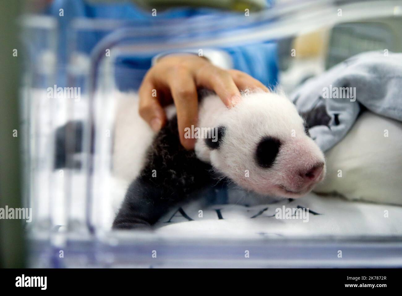A baby panda at Pairi Daiza (formerly Paradisio) is a privately owned ...