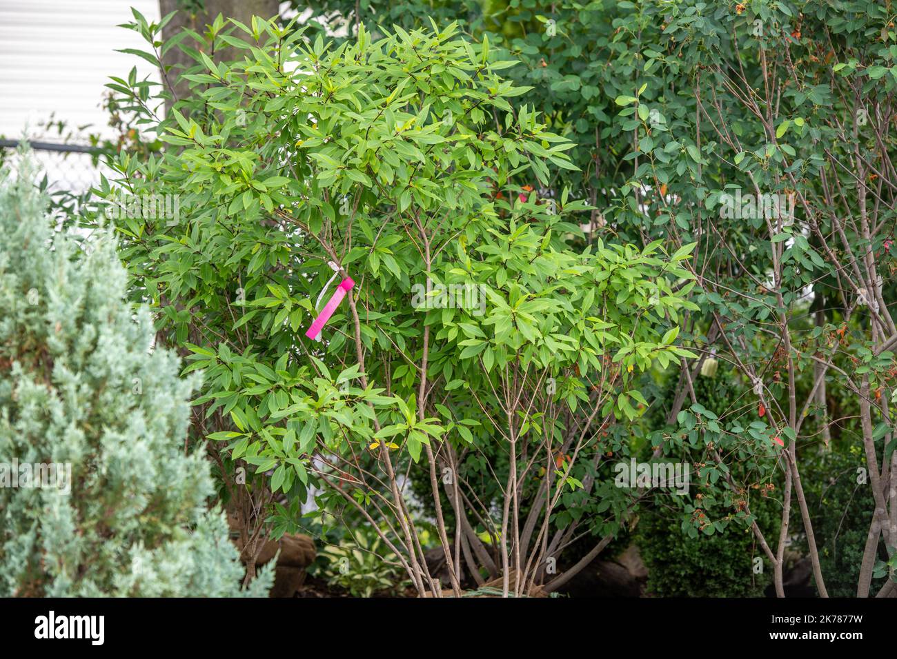 Fringe Tree, Chionanthus virginicus Stock Photo - Alamy