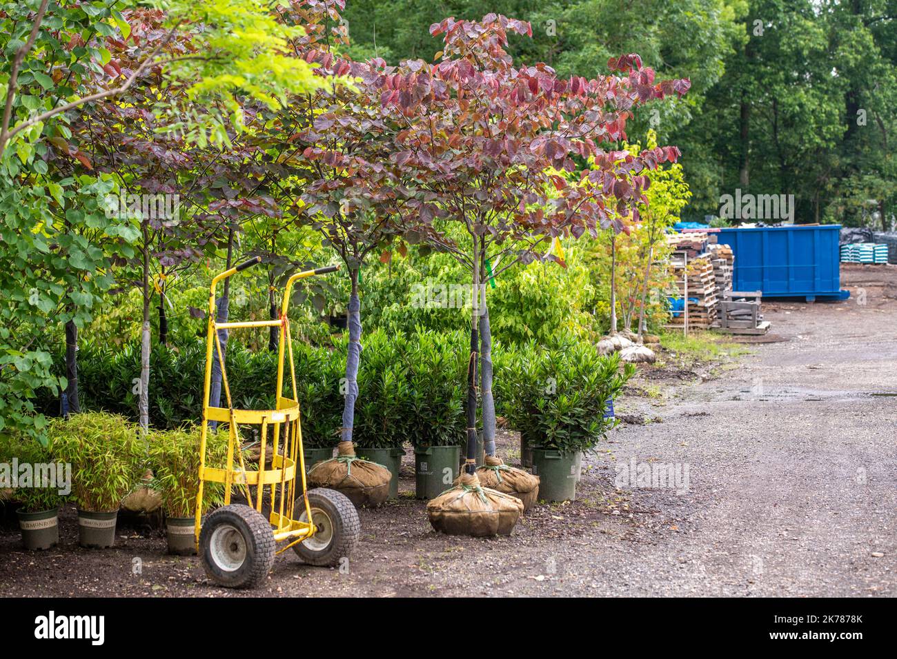 Fringe Tree, Chionanthus virginicus Stock Photo - Alamy