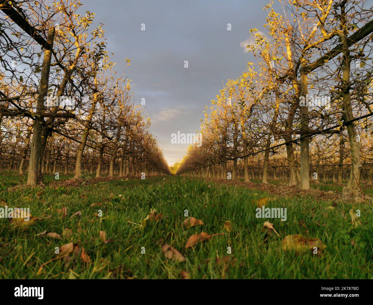Apple tree fields in the rays of the setting sun Stock Photo - Alamy
