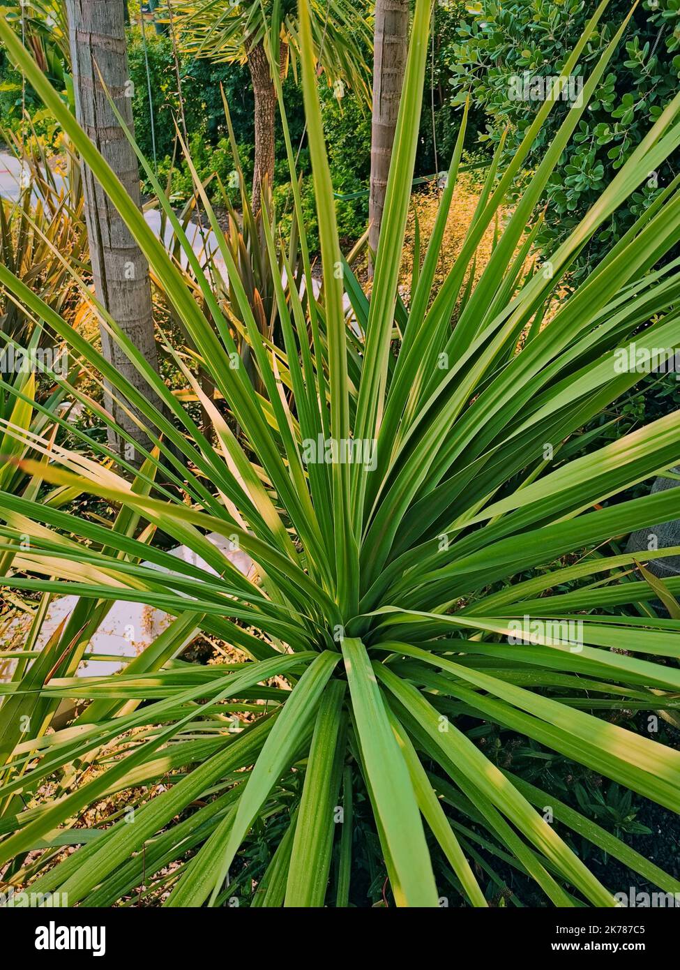 Nolina hi-res stock photography and images - Alamy