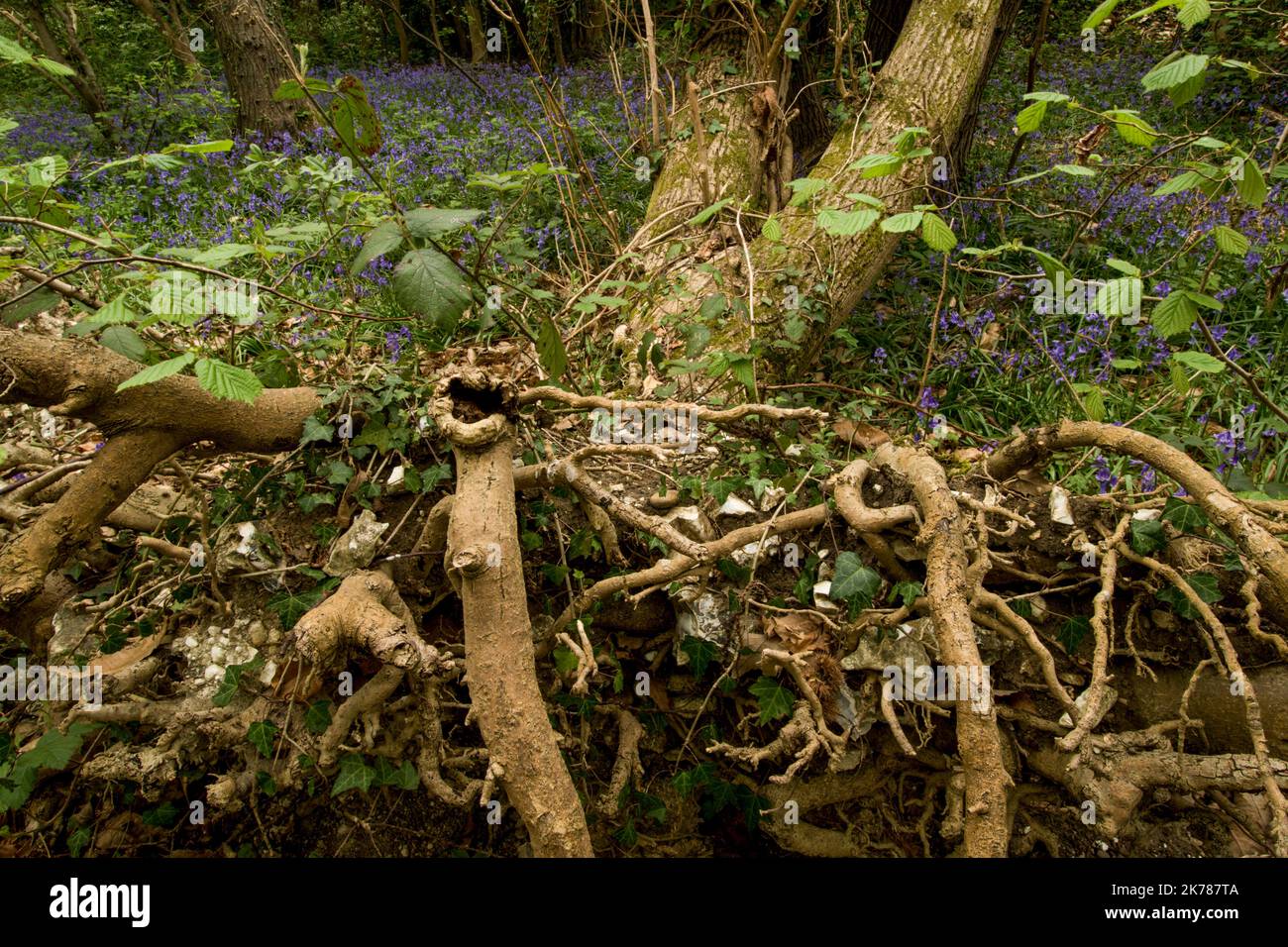 Intimate woodland landscapes demonstration patterns and textures in ...