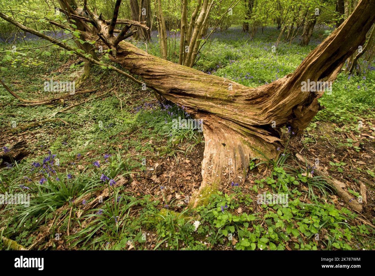 Intimate woodland landscapes demonstration patterns and textures in ...