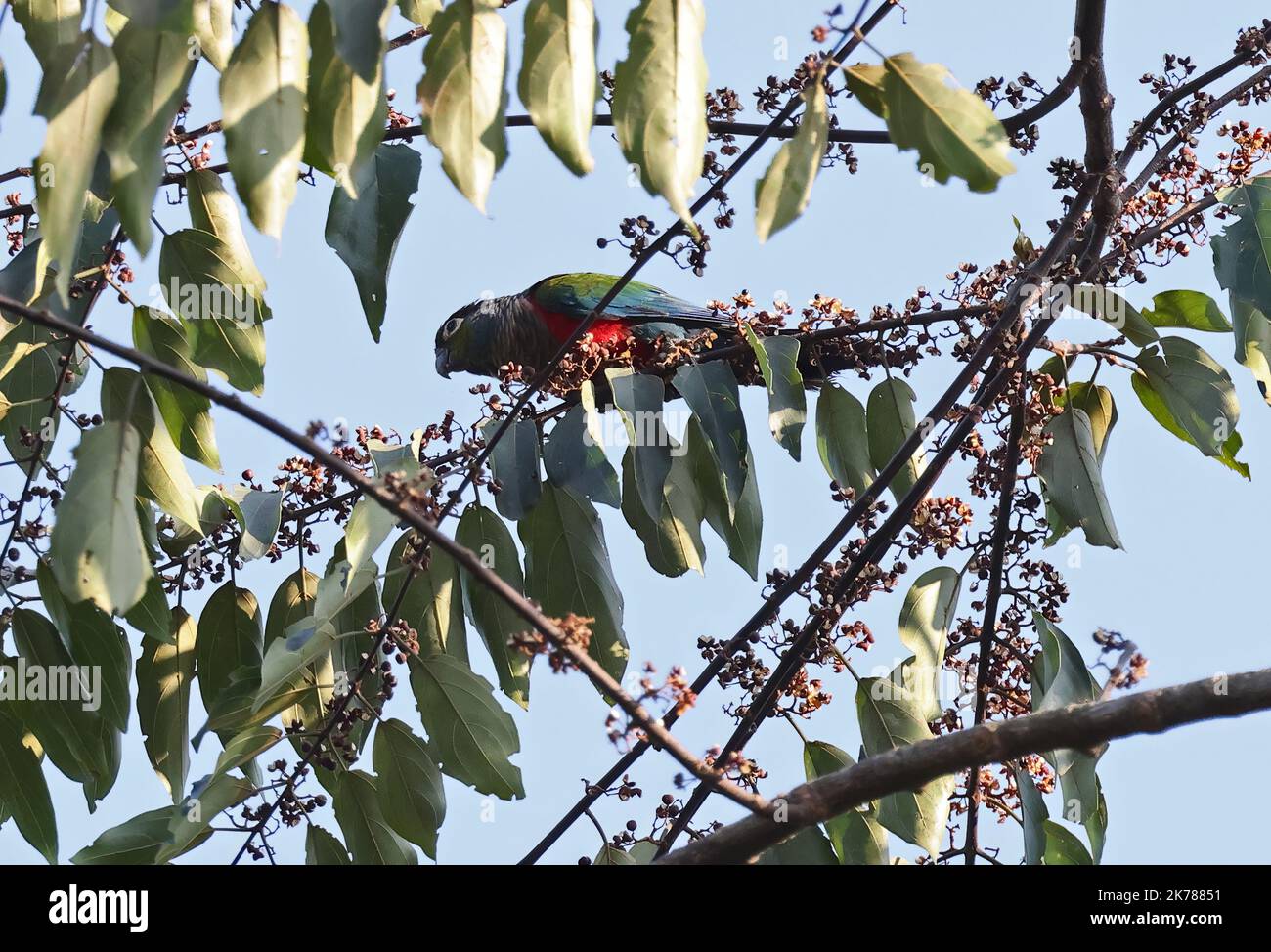 Crimson-bellied Parakeet (Pyrrhura perlata) adult feeding in fruiting ...