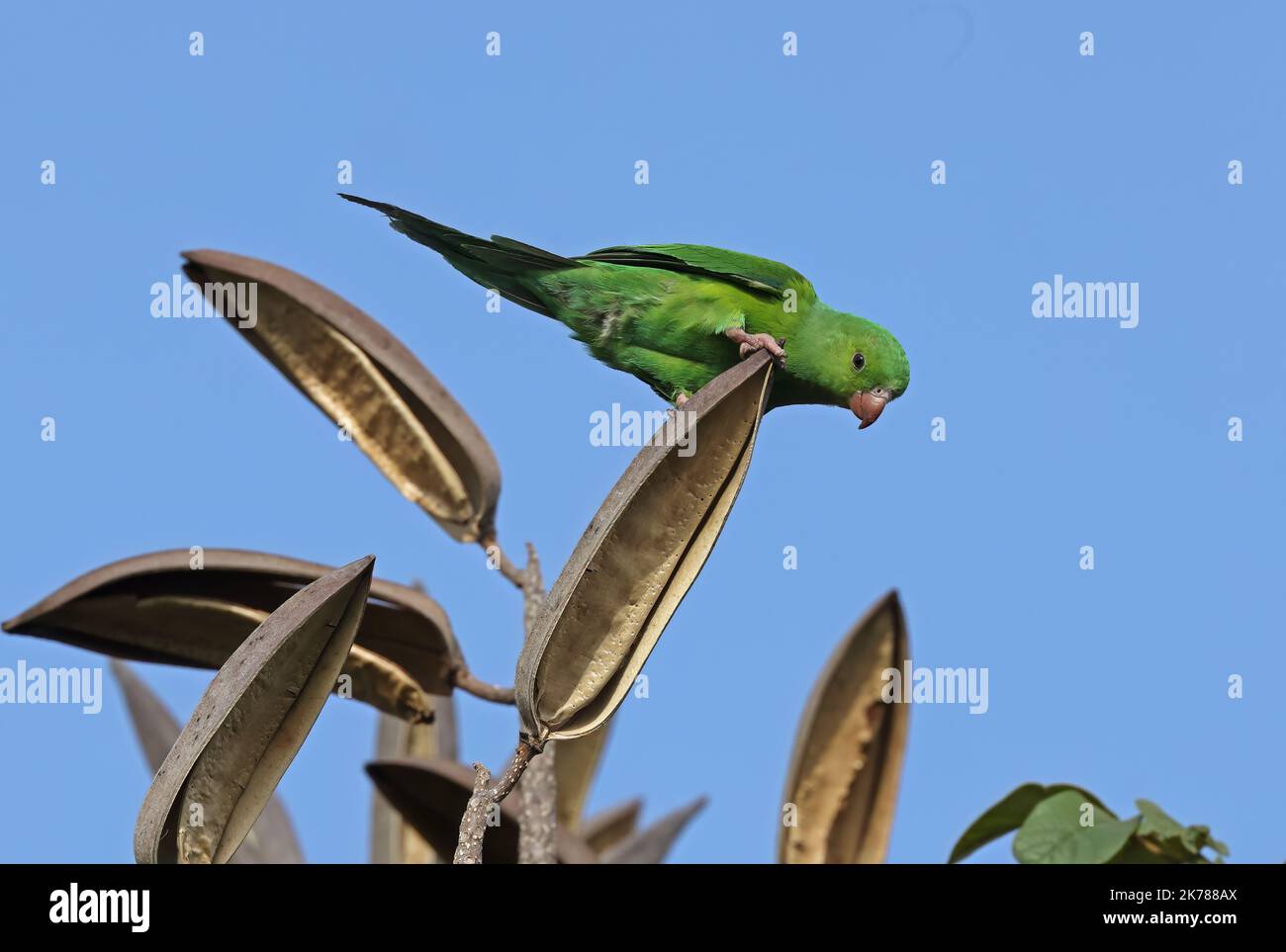 Plain Parakeet (Brotogeris tirica) adult perched in fruiting tree Sao ...