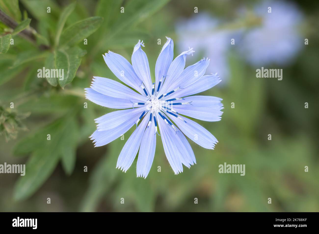 Blue chicory hi-res stock photography and images - Alamy