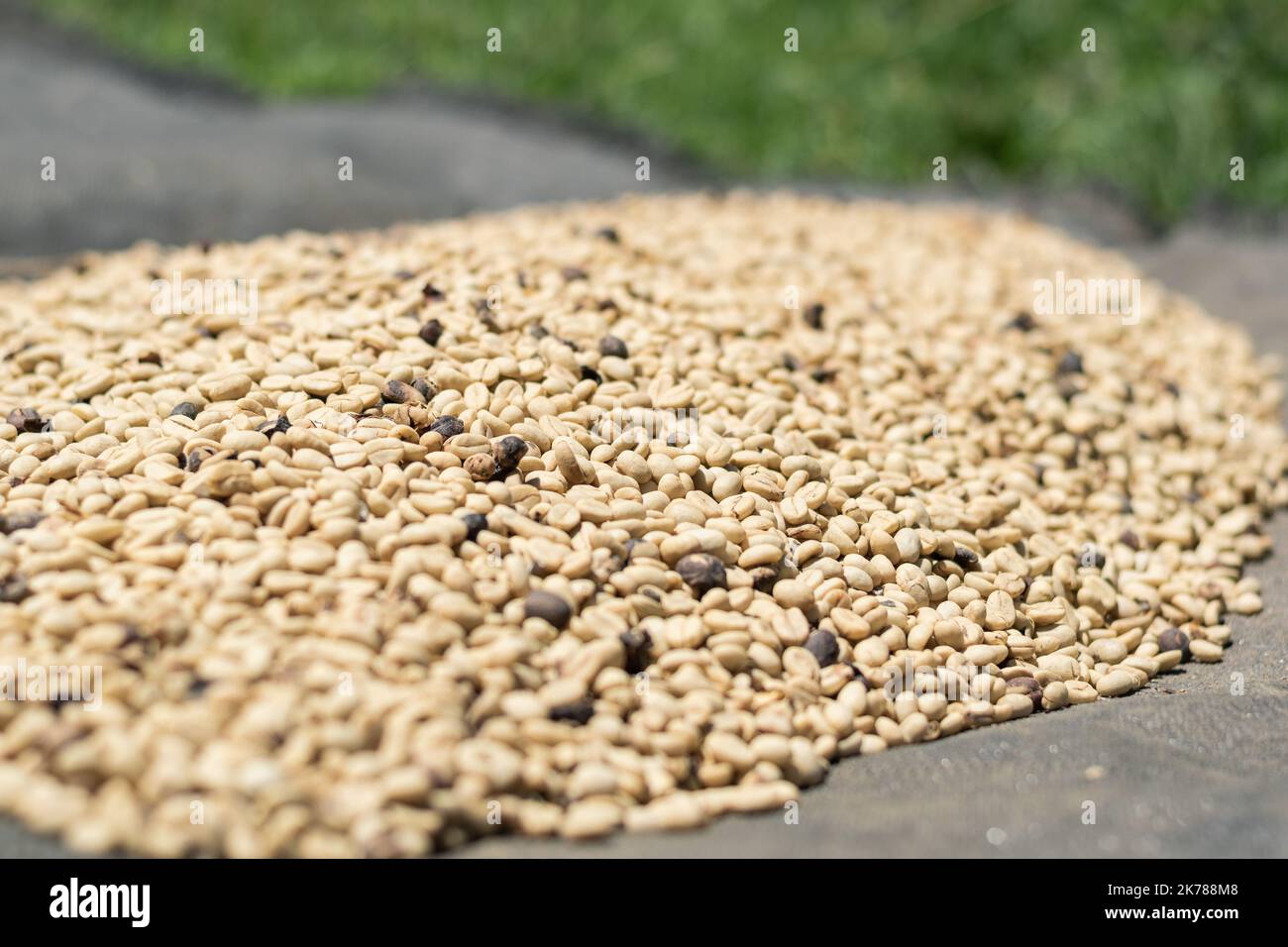 detailed view of a pile of coffee beans drying in the sun after being ...