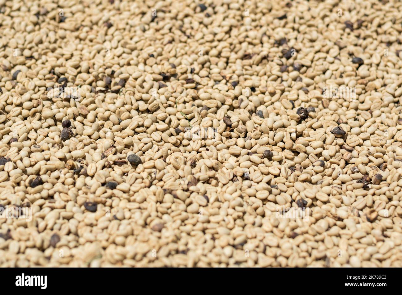 detailed view of the coffee beans drying in the sun after being ...