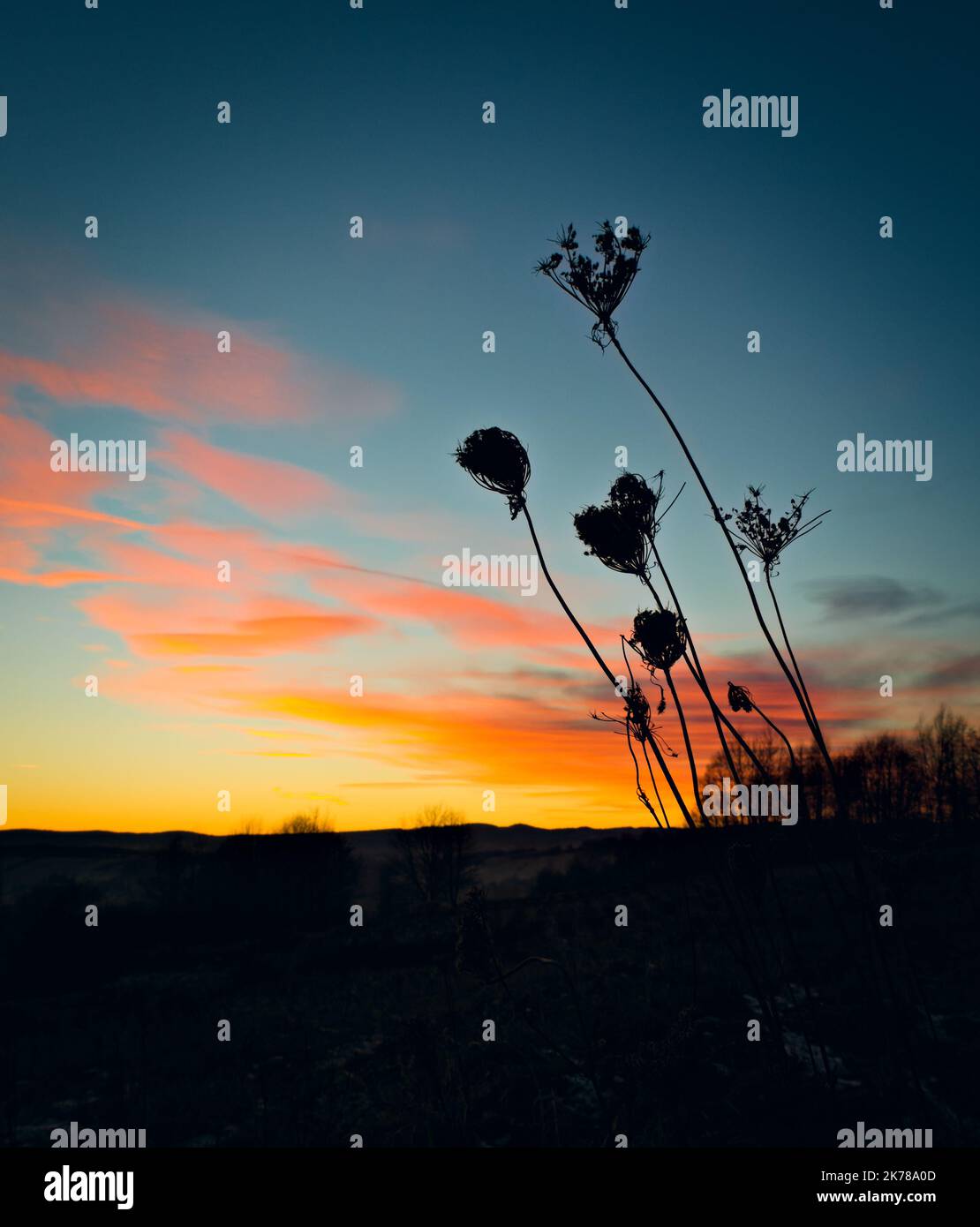 Field bushes with a sunset in the background Stock Photo - Alamy