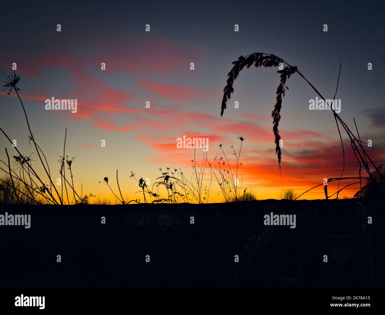 Field bushes with a sunset in the background Stock Photo - Alamy